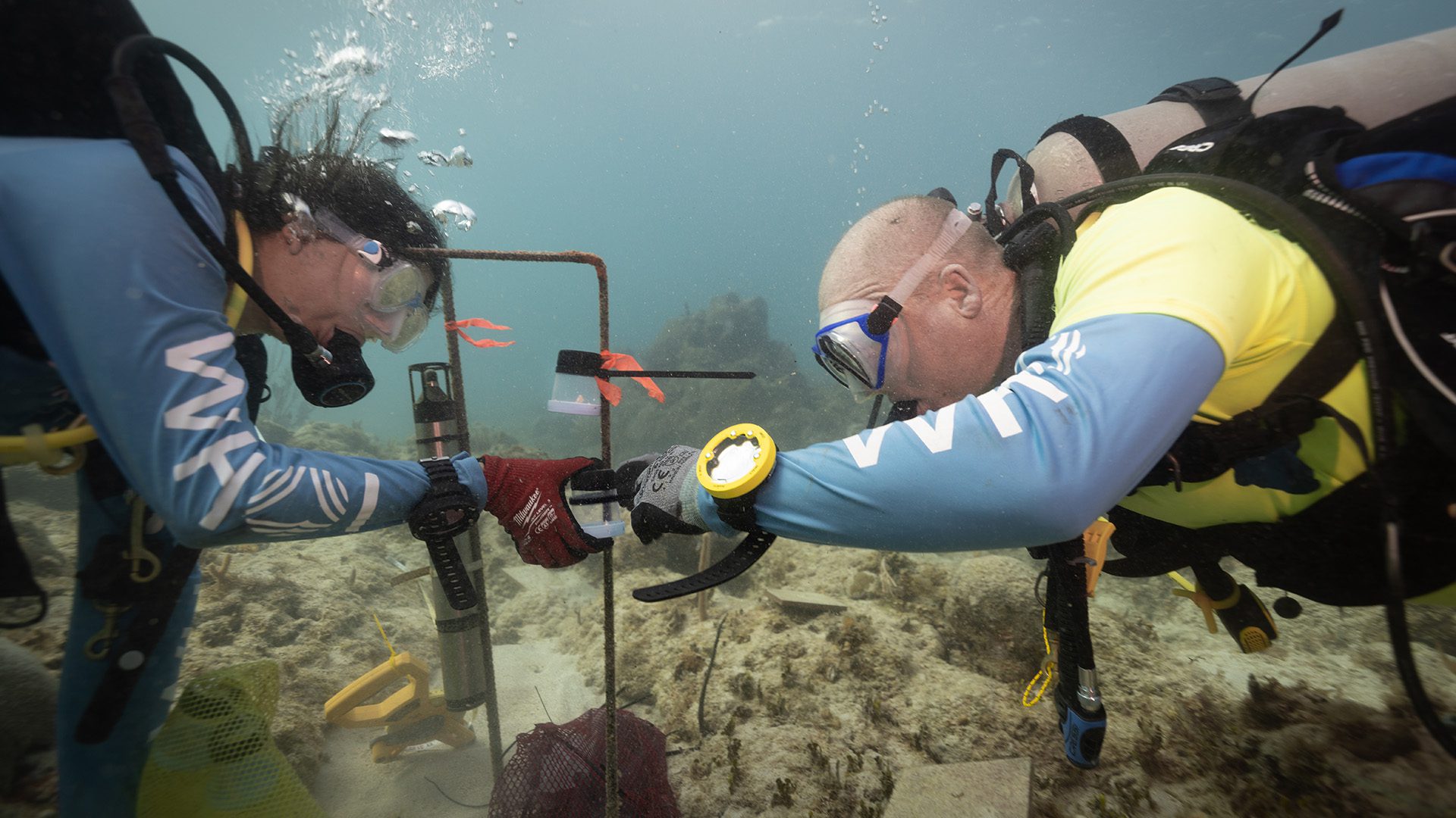 Can Sound Help Save Coral Reefs?